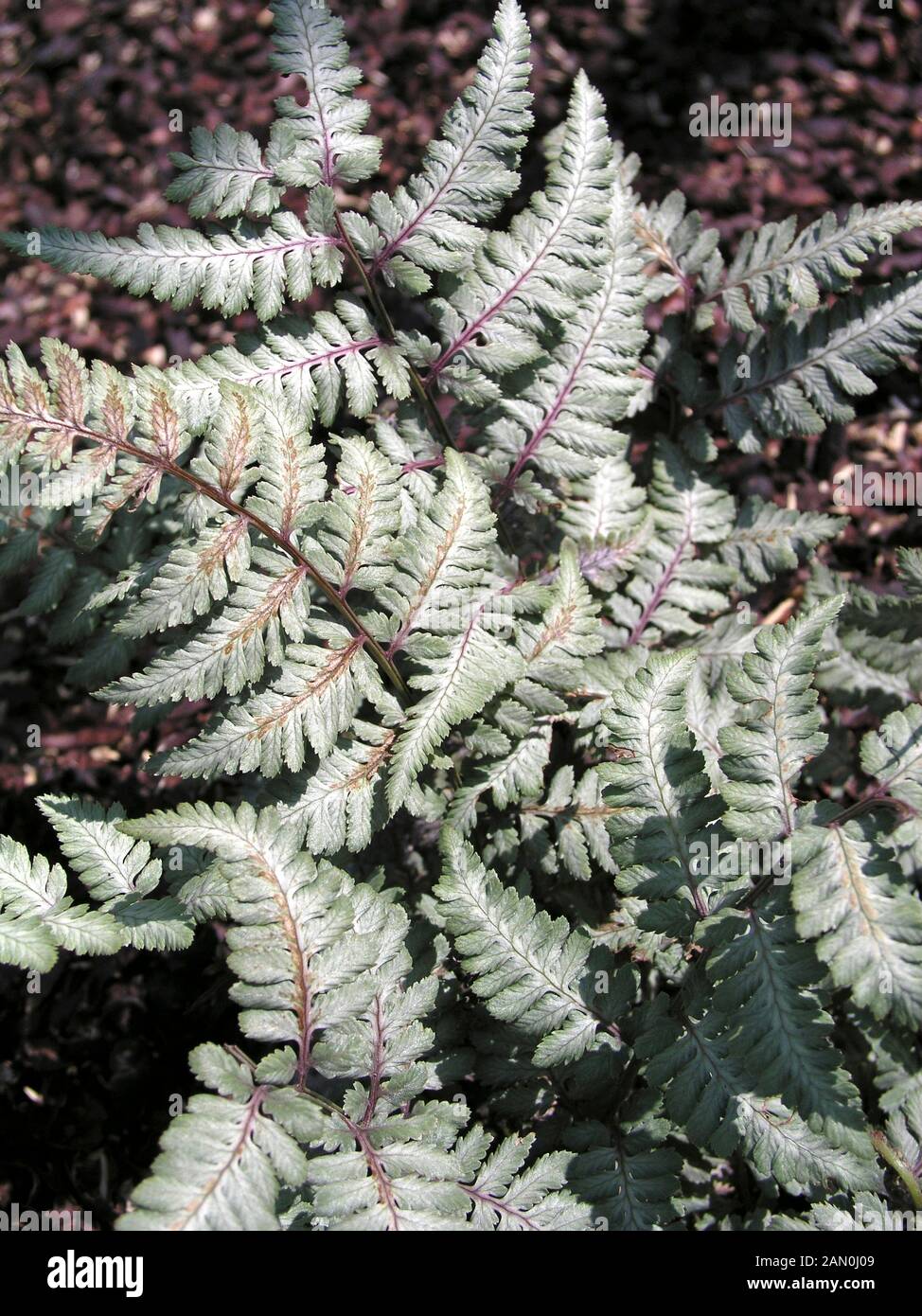 Athyrium silver falls hi-res stock photography and images - Alamy