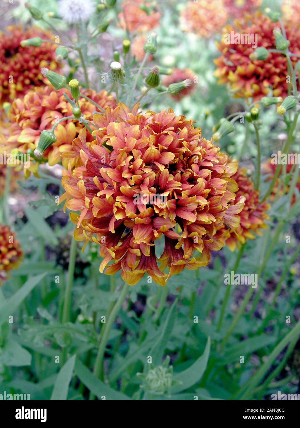 Ember red hi-res stock photography and images - Alamy