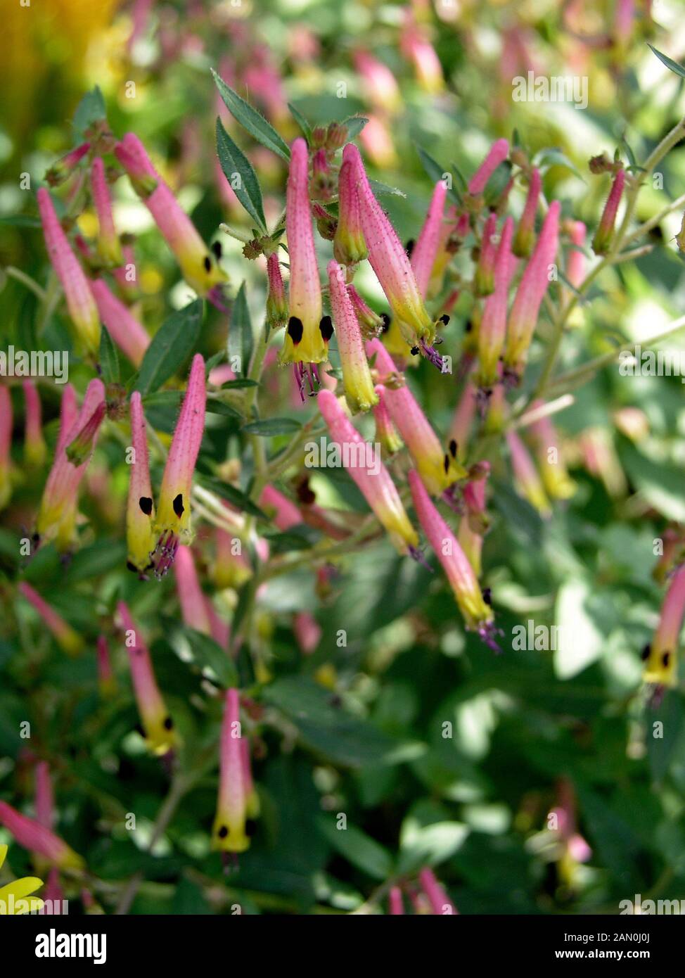 Cuphea cyanea hi-res stock photography and images - Alamy