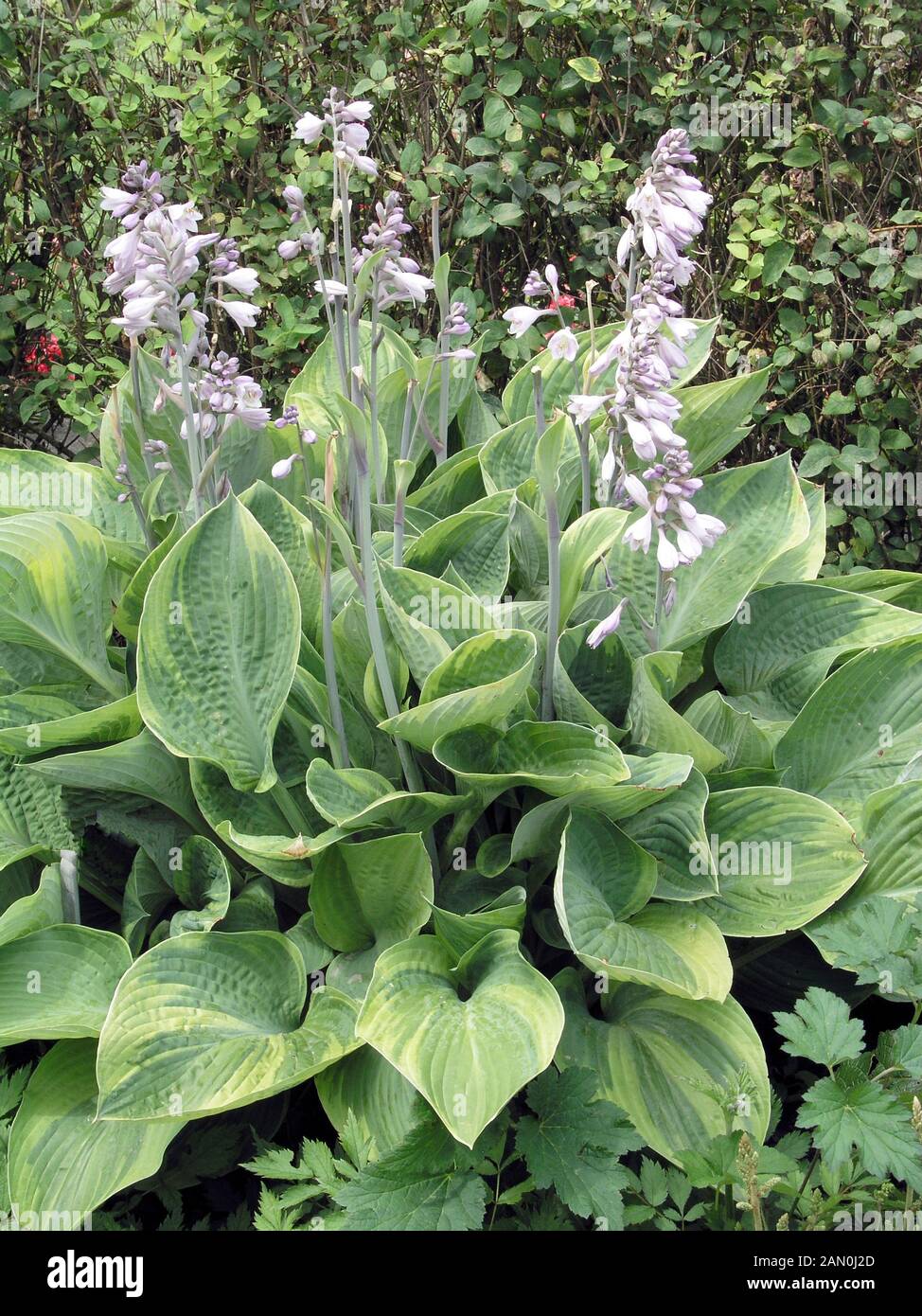 Reath hi-res stock photography and images - Alamy