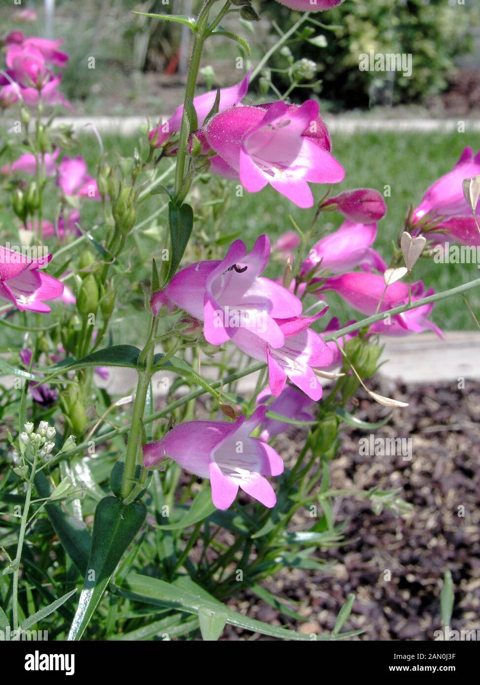 PENSTEMON MEXICALI RED ROCKS Stock Photo - Alamy