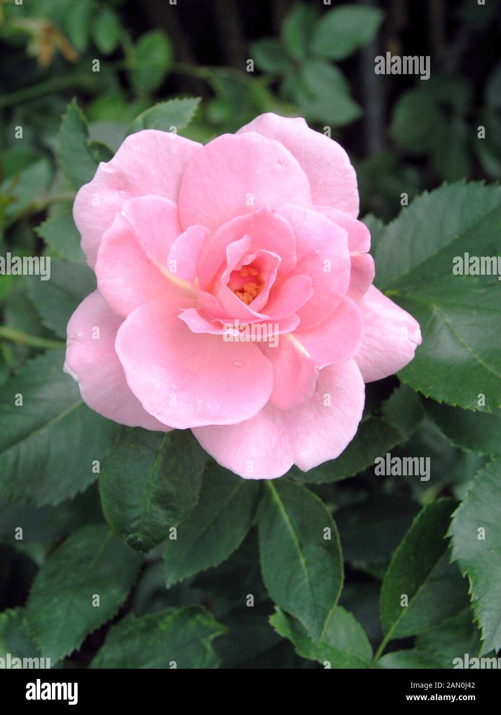 Princess of the prairie hi-res stock photography and images - Alamy