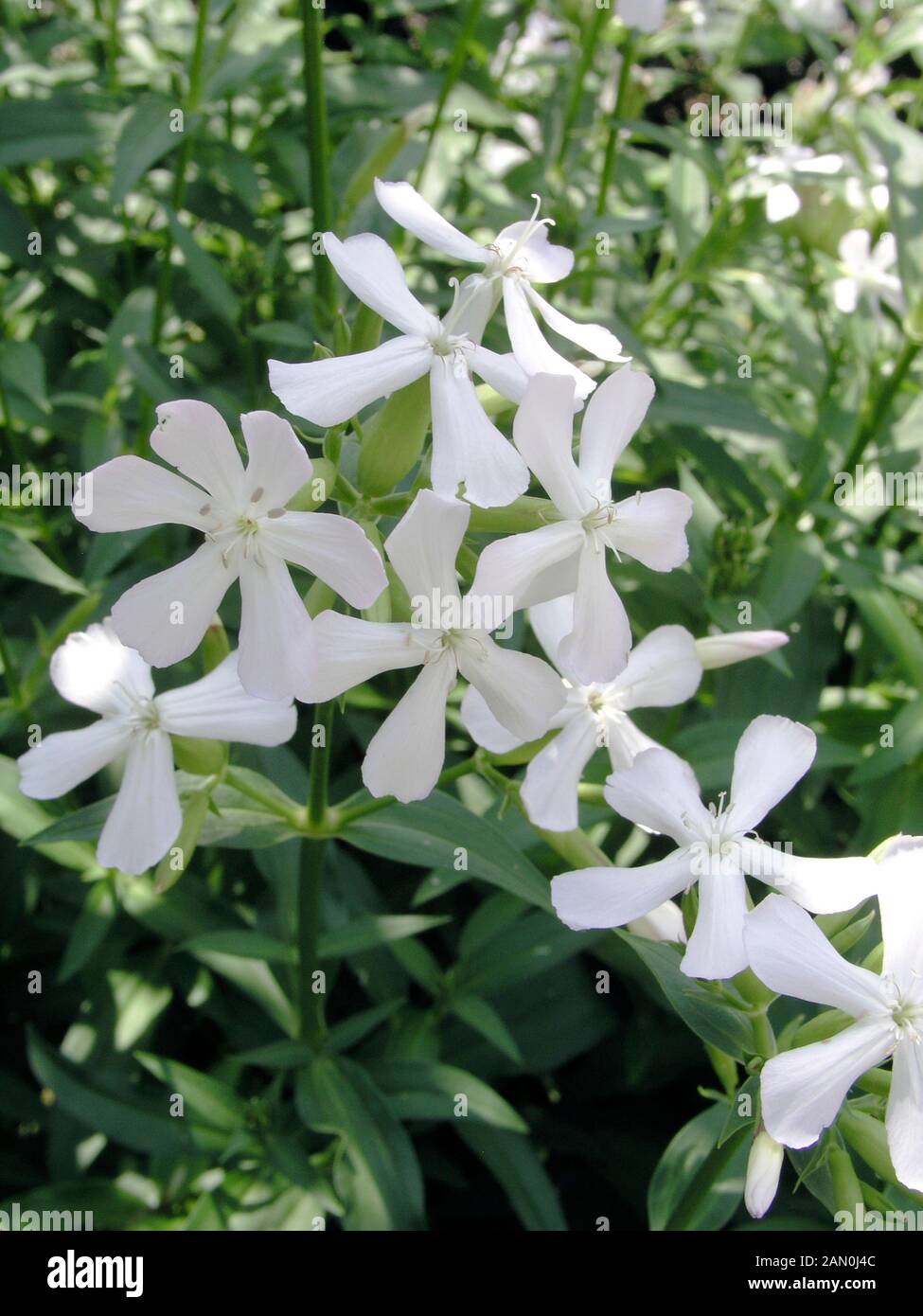 SAPONARIA OFFICINALIS ALBA Stock Photo - Alamy