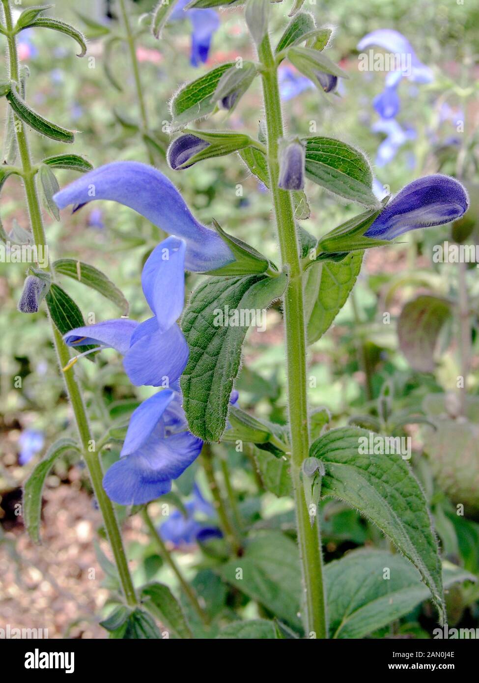 Salvia Patio Dark Blue Blue Angel Online Discounts Mx