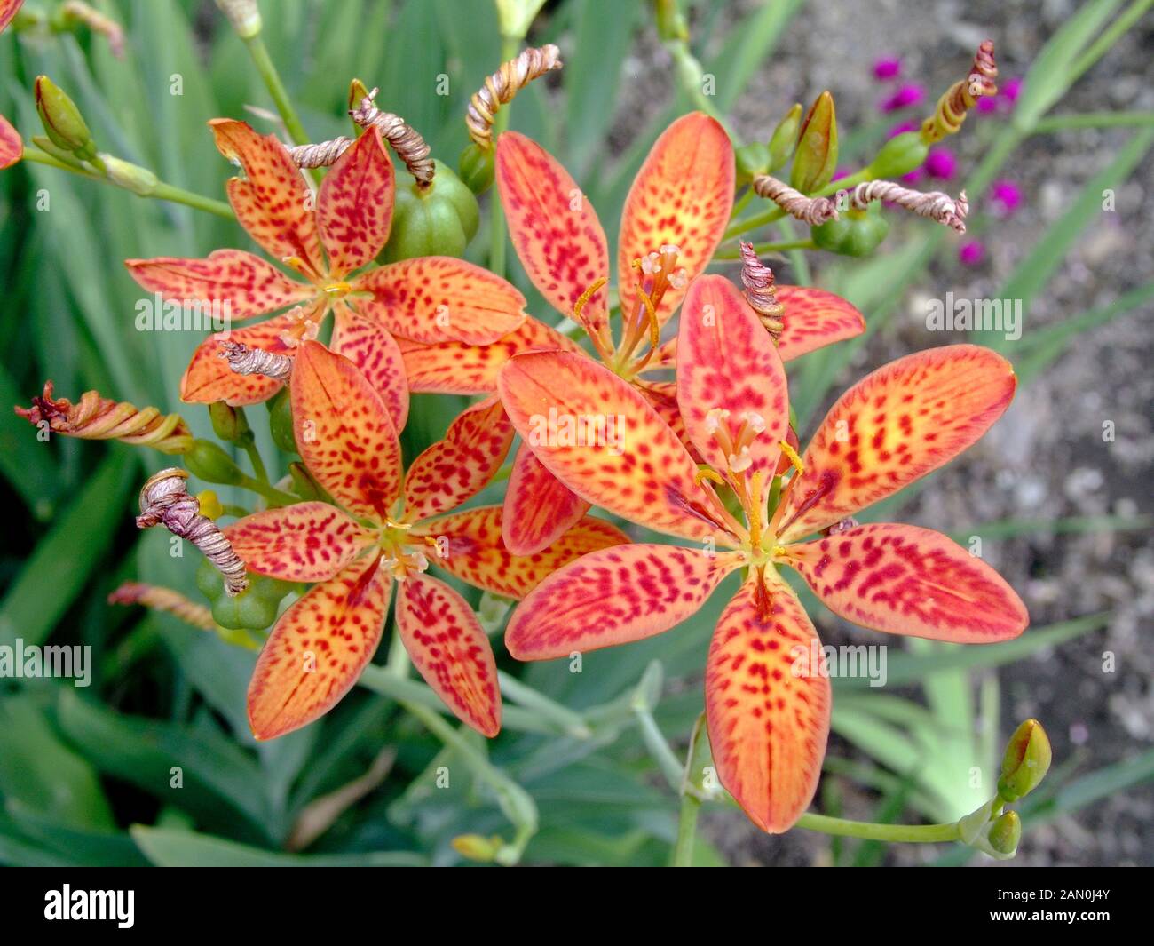 Belamcanda Chinensis High Resolution Stock Photography and Images - Alamy