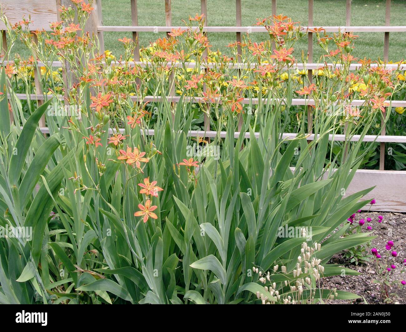 Belamcanda Chinensis High Resolution Stock Photography and Images - Alamy
