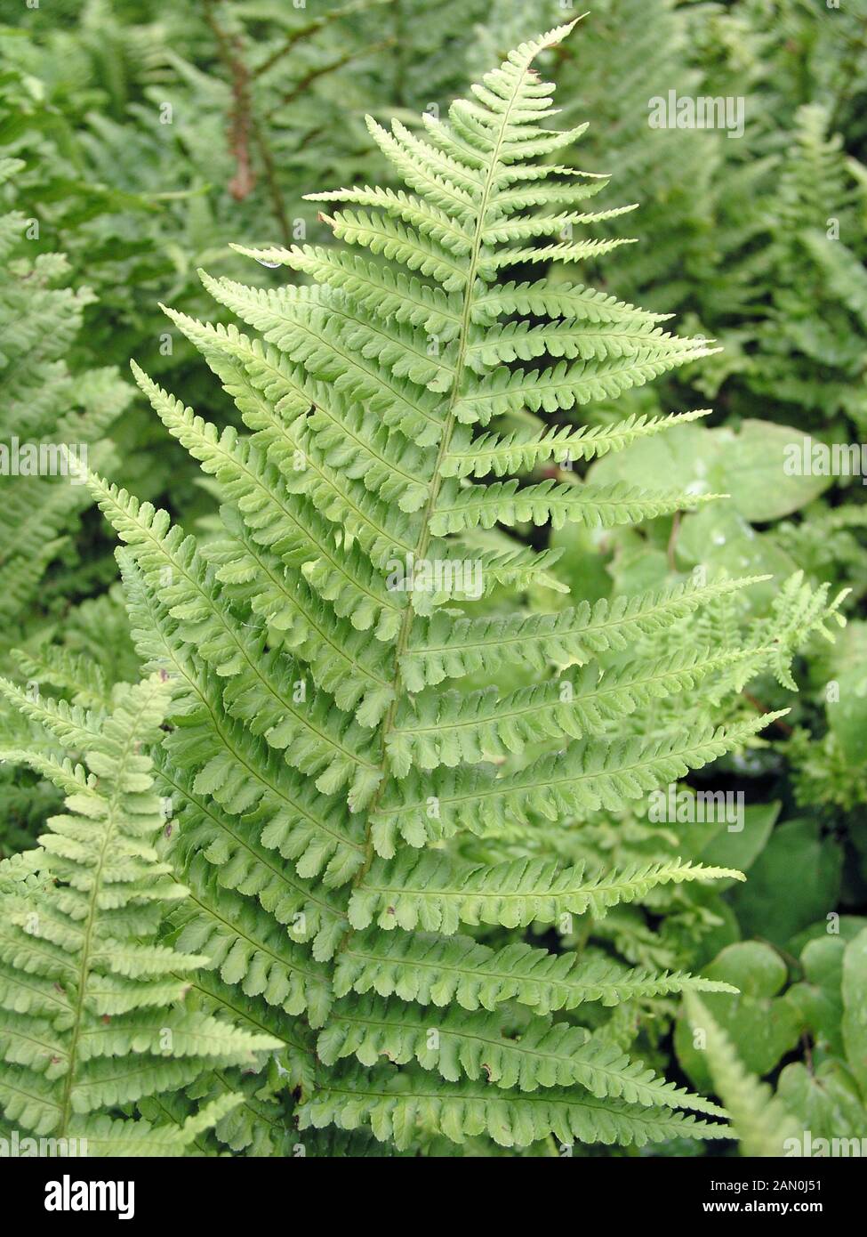 Cristatum hi-res stock photography and images - Alamy