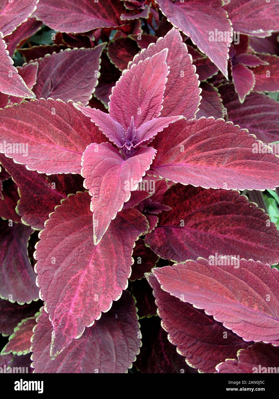 Oxblood hi-res stock photography and images - Alamy