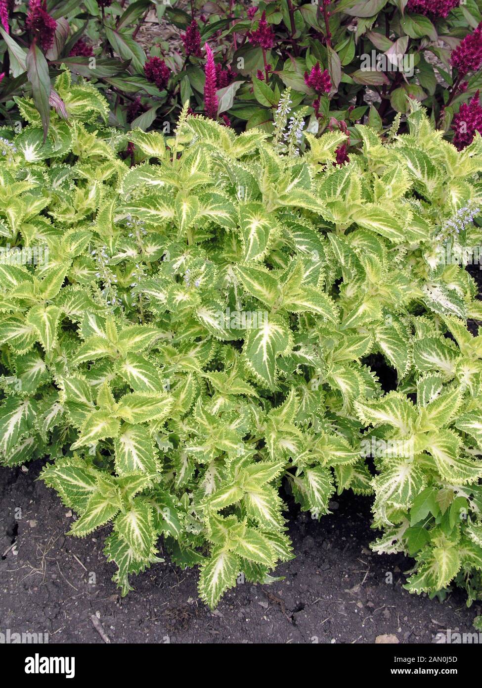 Coleus lime hi-res stock photography and images - Alamy