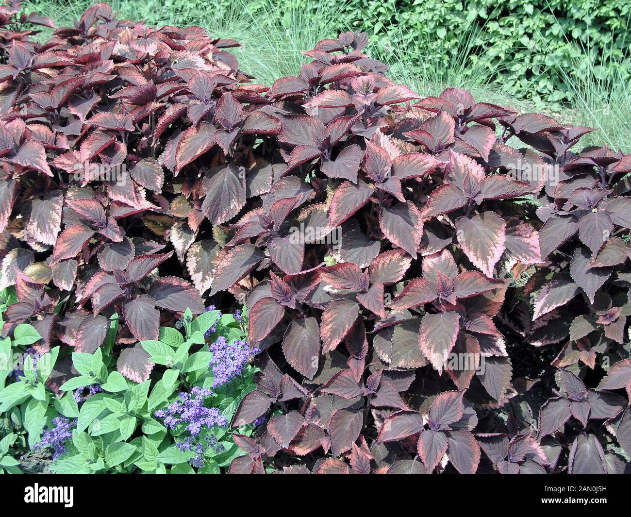 Coleus pink hi-res stock photography and images - Alamy