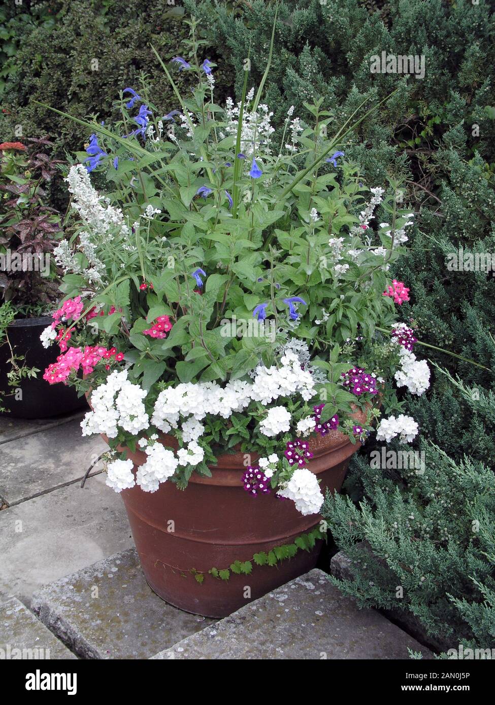 Verbena Container High Resolution Stock Photography and Images - Alamy