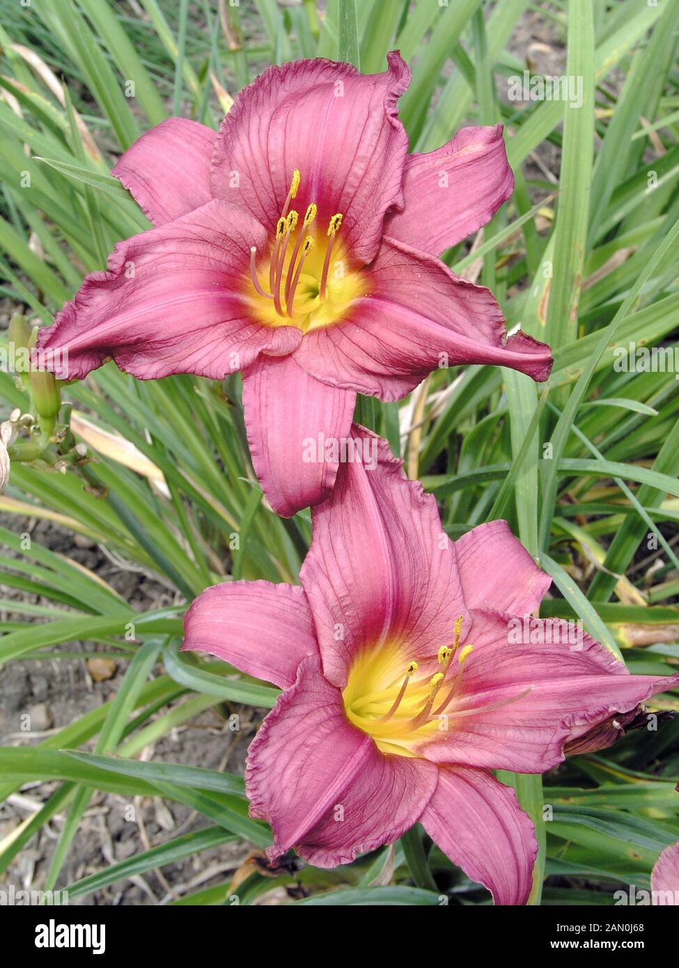 HEMEROCALLIS SUMMER WINE Stock Photo - Alamy