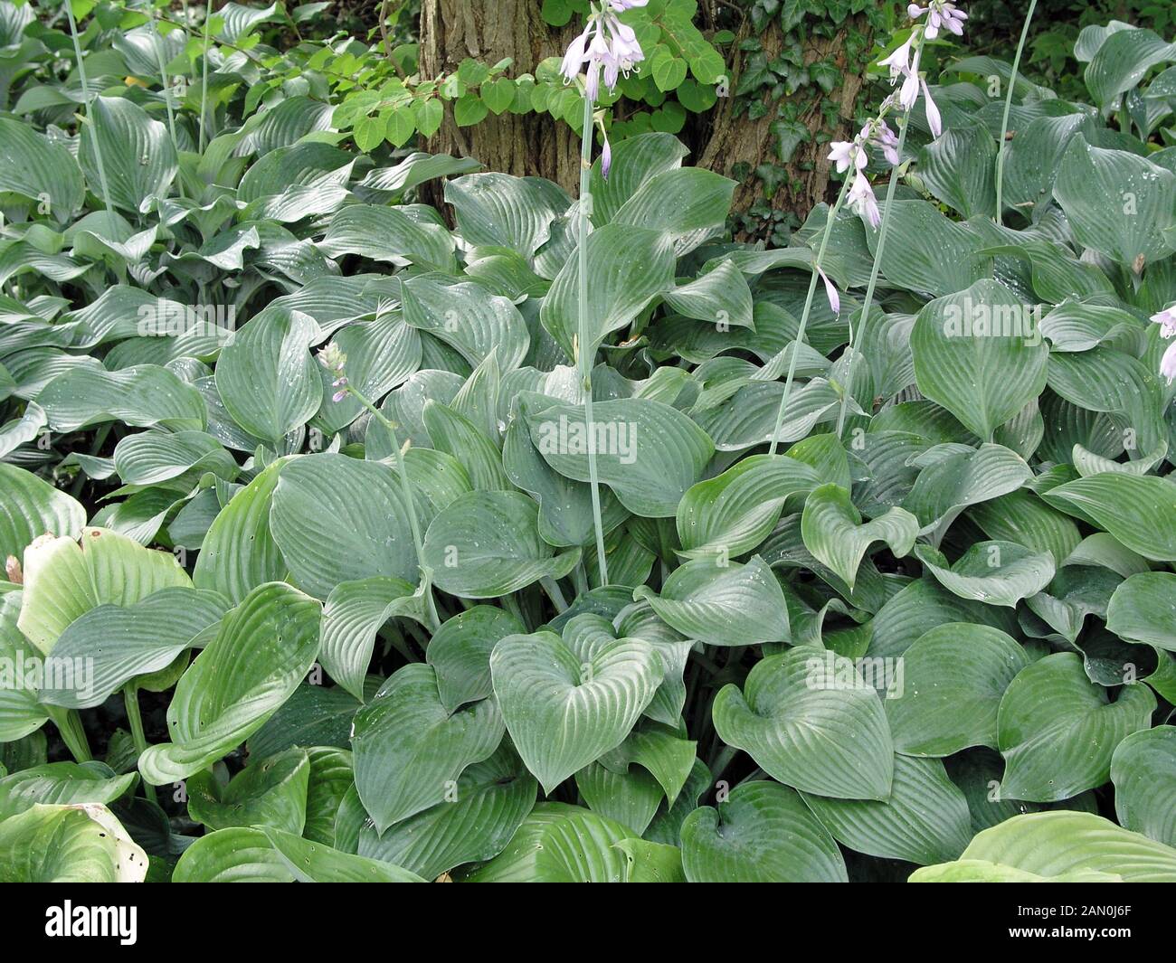 Krossa regal hosta hi-res stock photography and images - Alamy