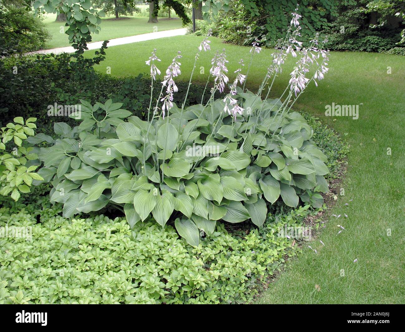 Krossa Regal Hosta High Resolution Stock Photography and Images - Alamy