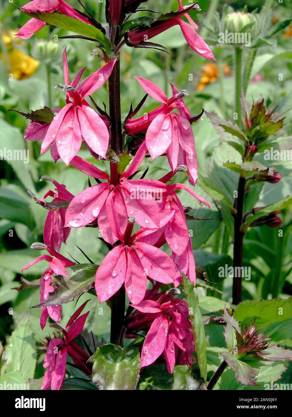 Lobelia speciosa hi-res stock photography and images - Alamy