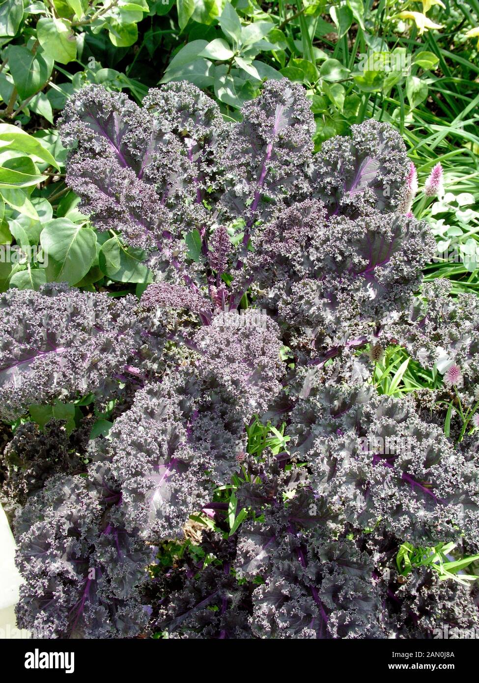 BRASSICA OLERACEA REDBOR KALE Stock Photo - Alamy