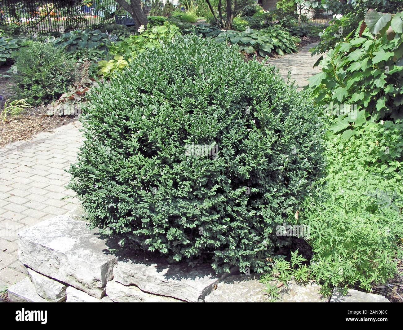 BUXUS CHICAGOLAND GREEN Stock Photo - Alamy