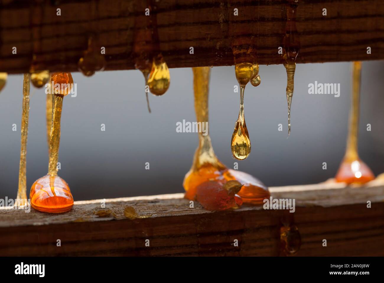 Resin producing hi-res stock photography and images - Alamy