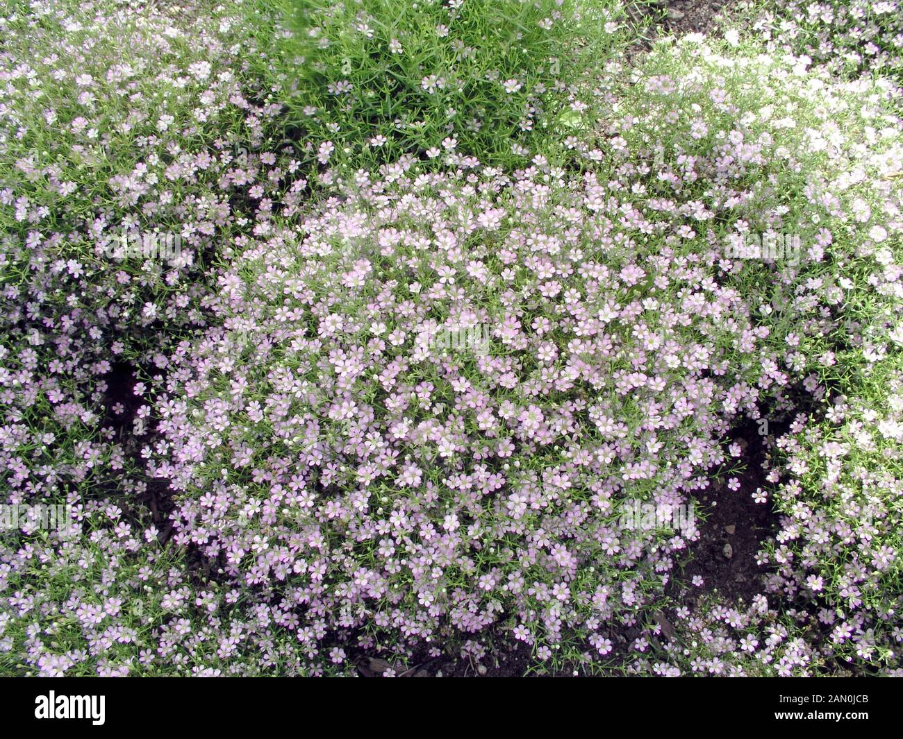Gypsophila gypsy hi-res stock photography and images - Alamy