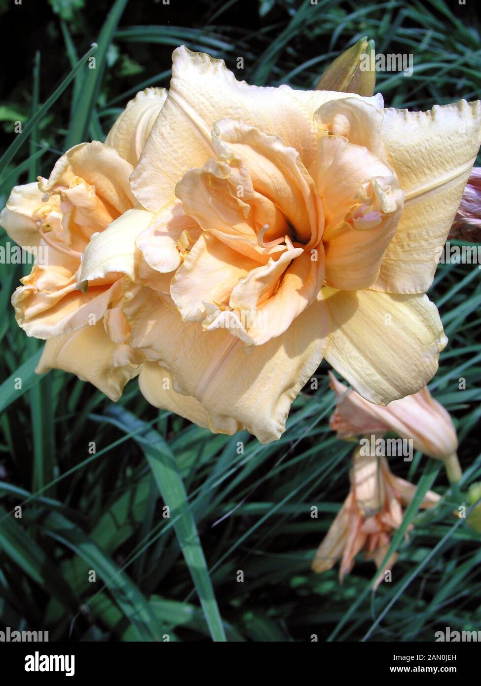 Tangerine twist hi-res stock photography and images - Alamy