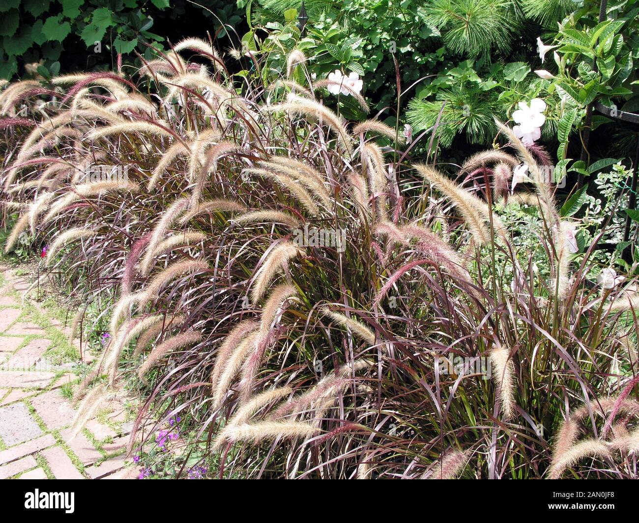 Pennisetum Purpureum