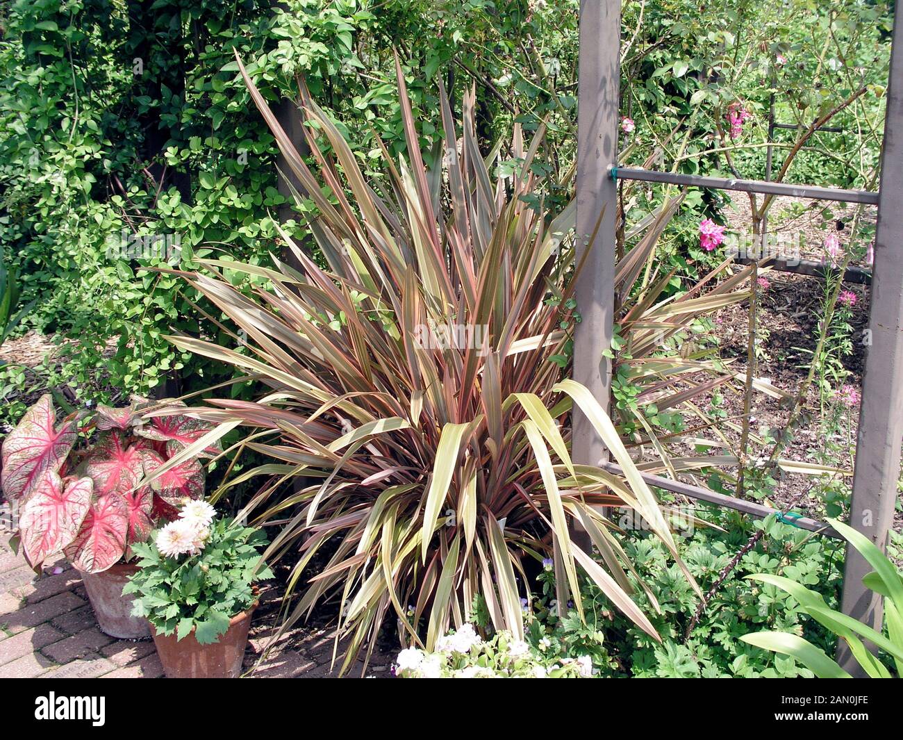 PHORMIUM MAORI SUNSET Stock Photo - Alamy