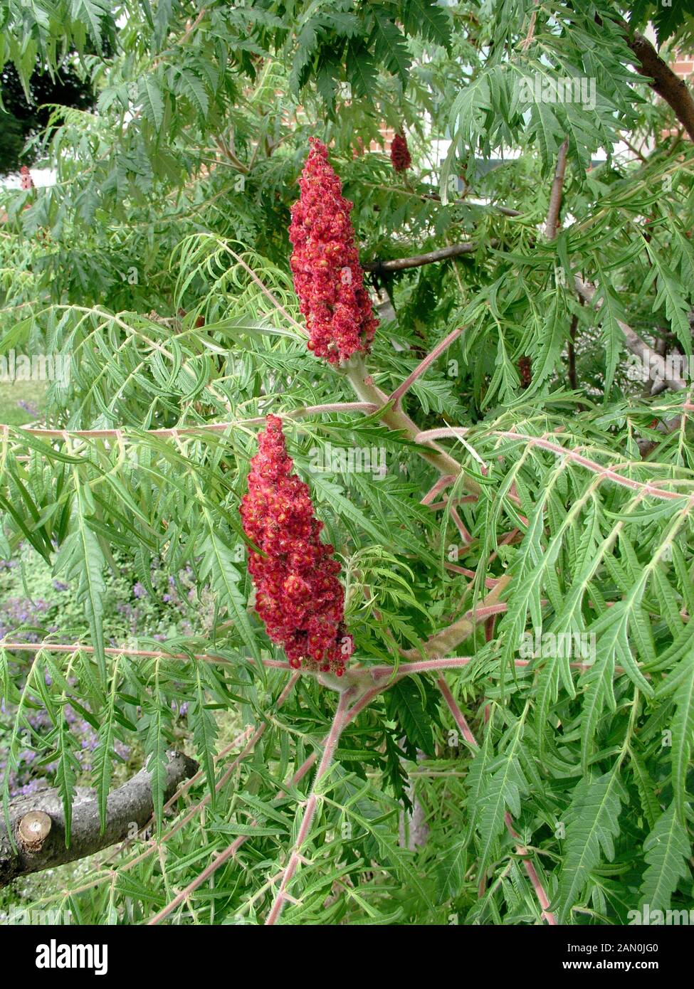 Syn rhus typhina hi-res stock photography and images - Alamy
