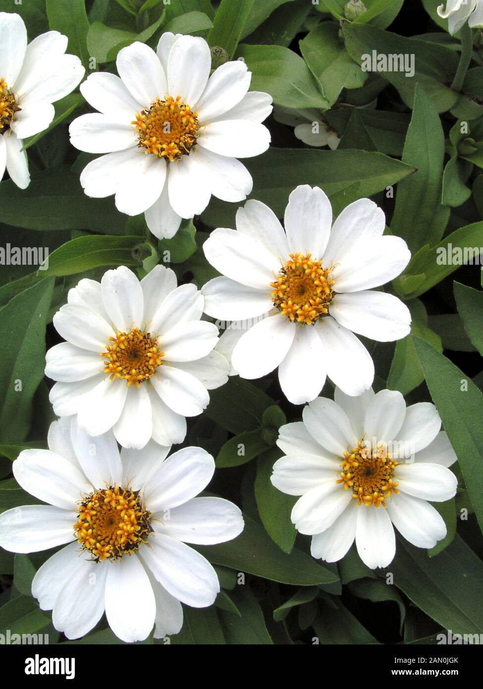 ZINNIA PROFUSION WHITE Stock Photo - Alamy