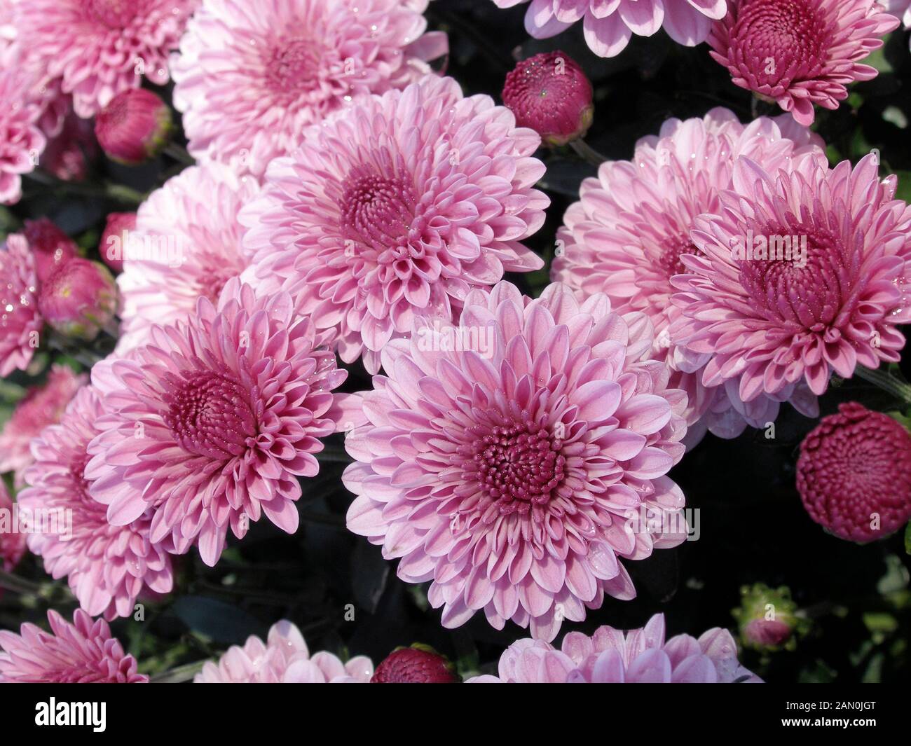 Cheryl flowers hi-res stock photography and images - Alamy