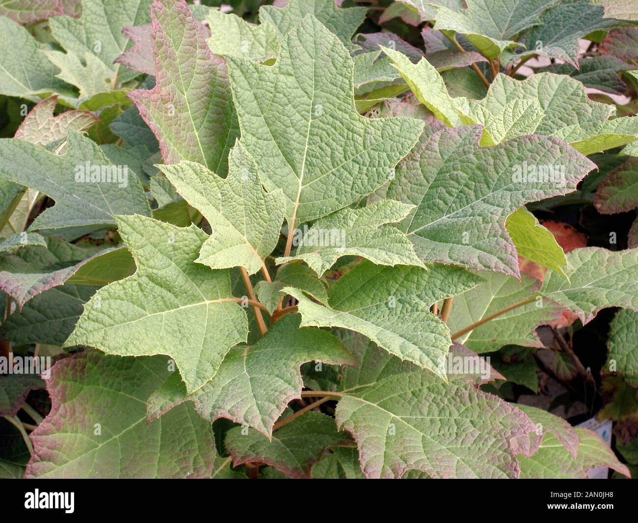 Hydrangea quercifolia foliage hi-res stock photography and images - Alamy