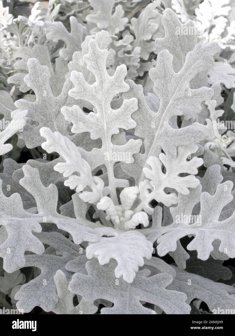 Senecio Cineraria Dusty Miller High Resolution Stock Photography and ...