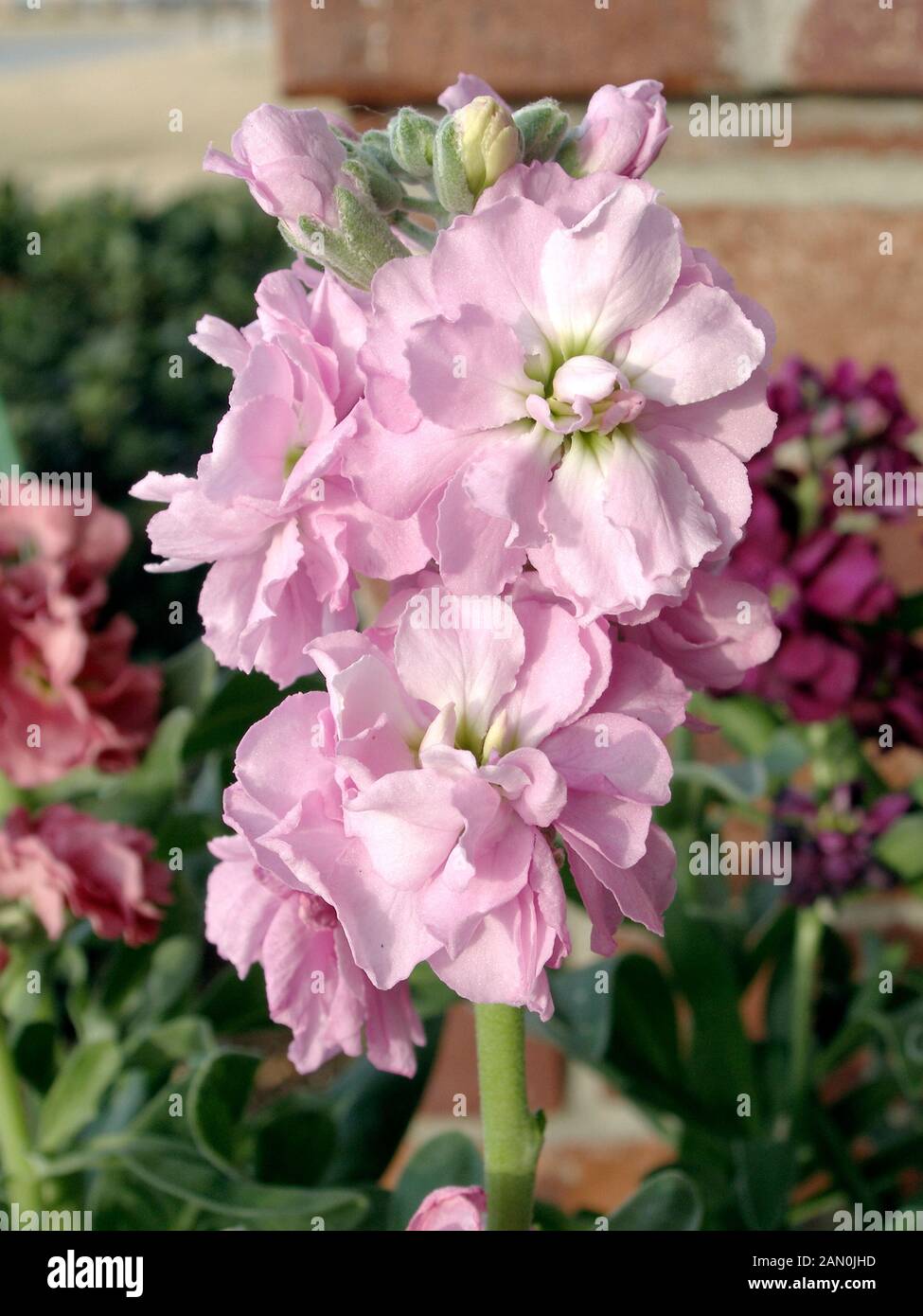 Flower stock scented matthiola incana hi-res stock photography and ...