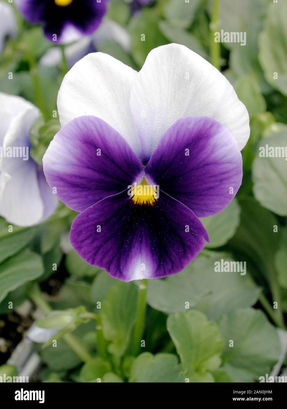 VIOLA PANOLA BEACONSFIELD PANSY Stock Photo - Alamy