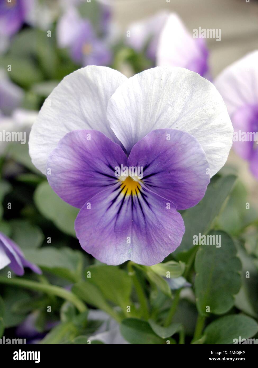 Viola Beaconsfield High Resolution Stock Photography and Images - Alamy