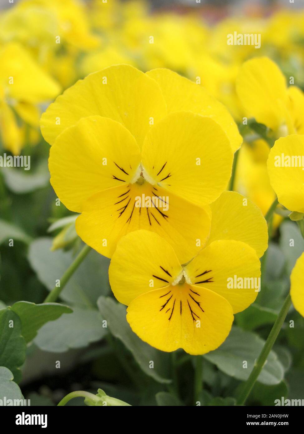 Sorbet yellow delight hi-res stock photography and images - Alamy