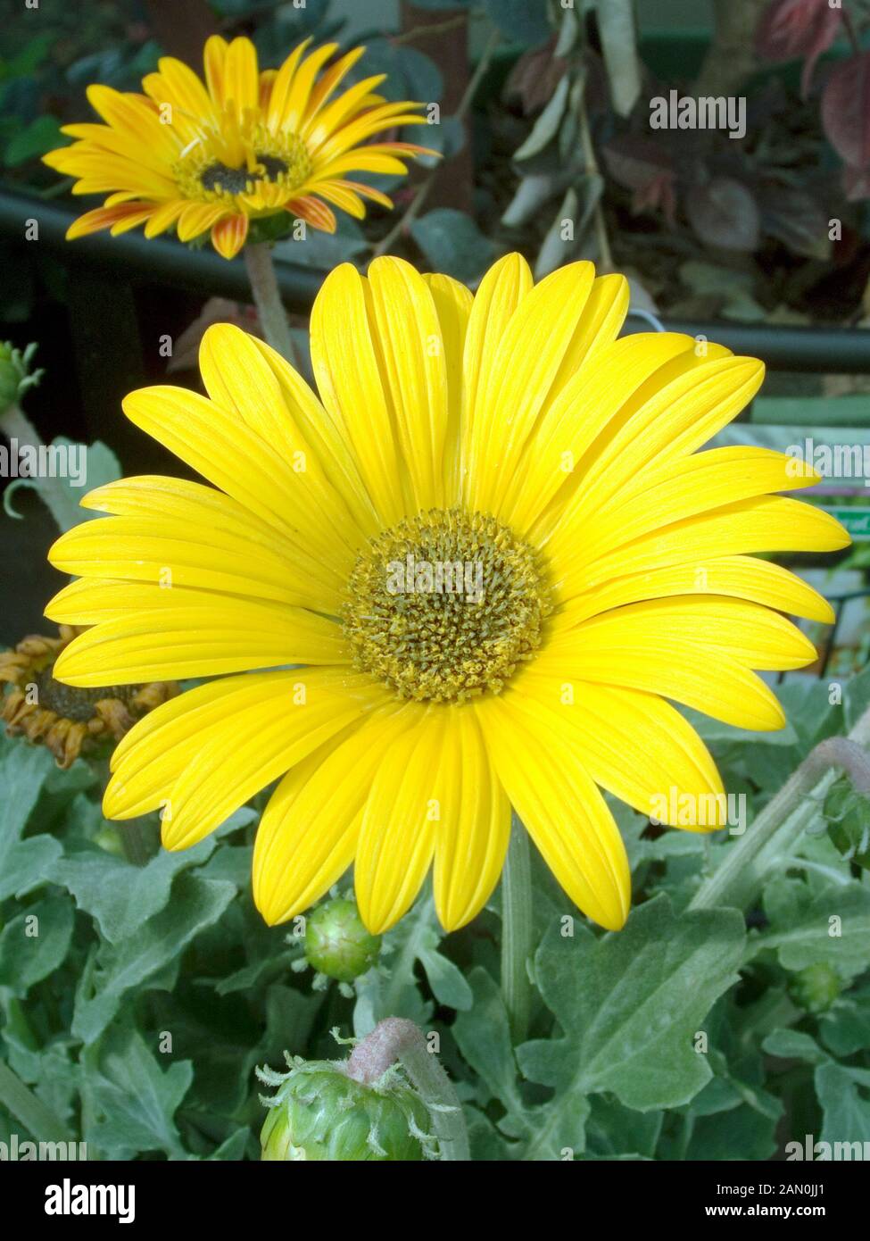 Yellow arctotis hi-res stock photography and images - Alamy