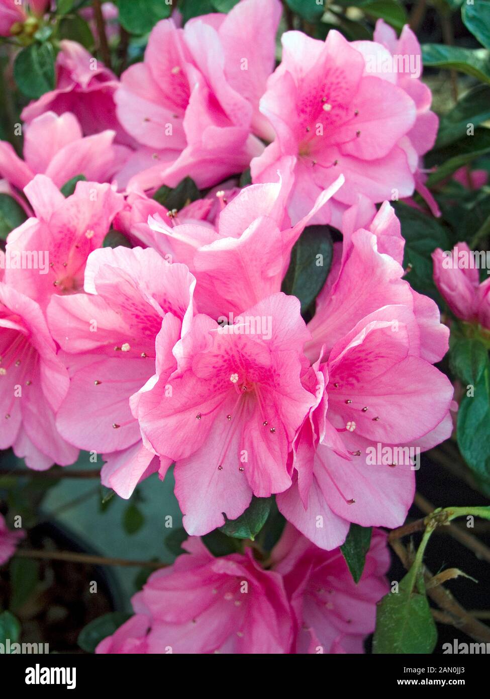 Pink ruffles hi-res stock photography and images - Alamy