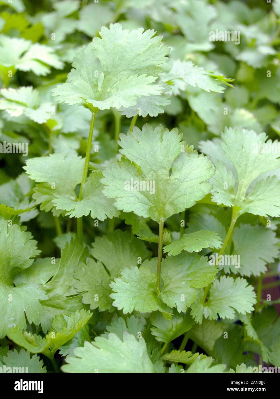 Coriandrum sativum coriander flowers hi-res stock photography and images - Alamy