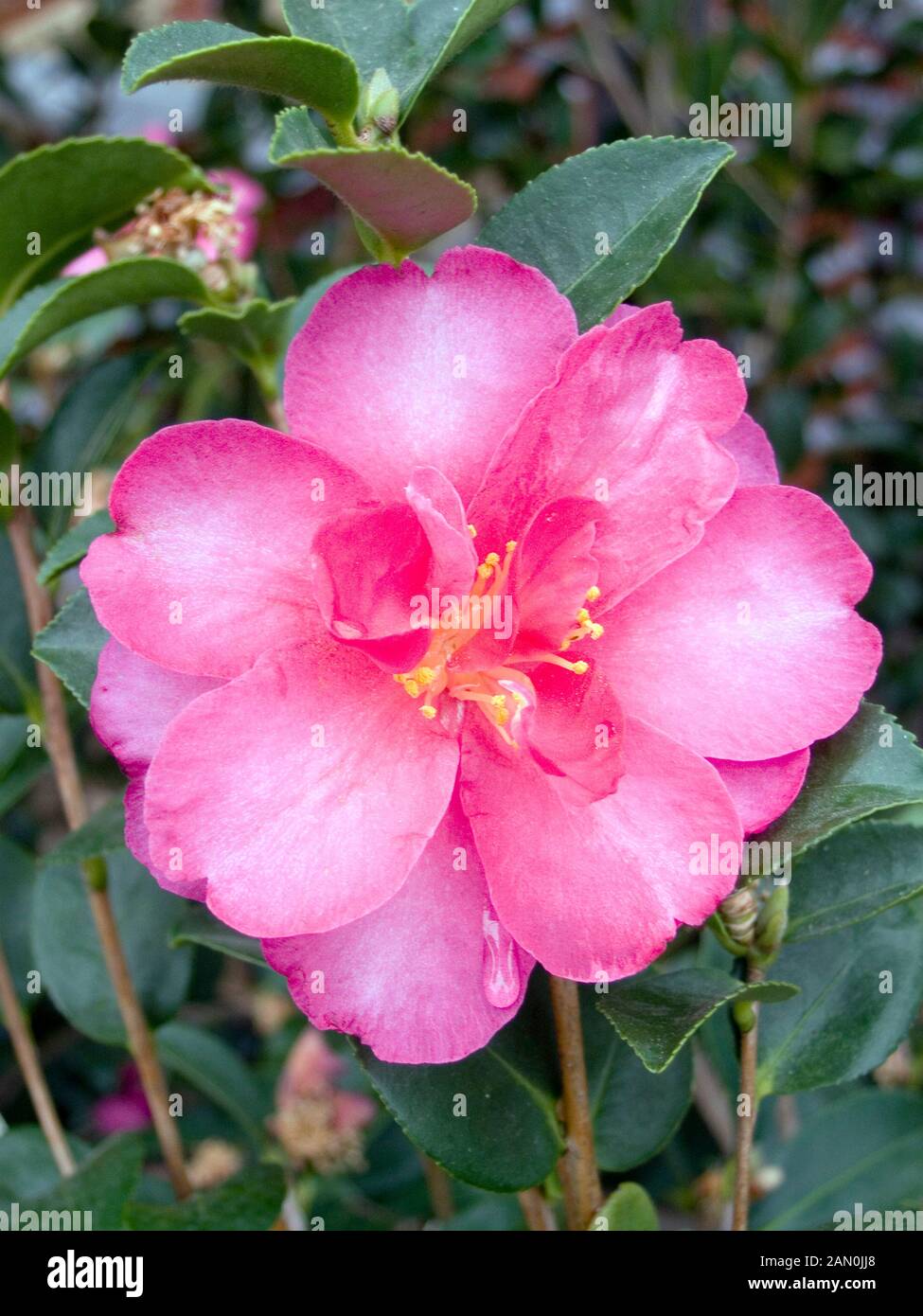 Camellia Sasanqua Kanjiro High Resolution Stock Photography and Images ...