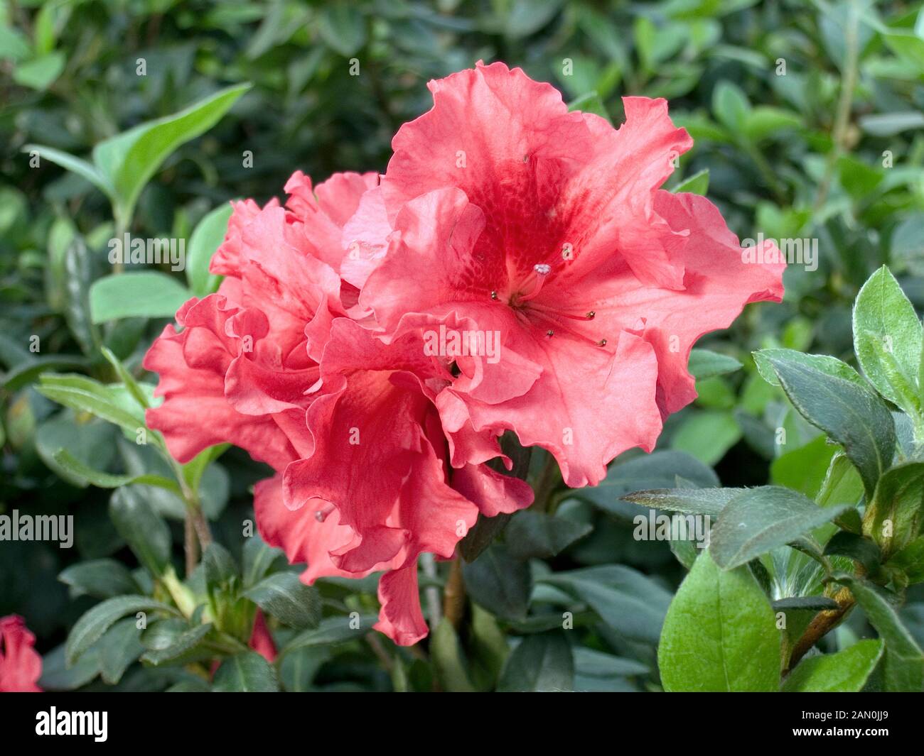 Red ruffles azalea hi-res stock photography and images - Alamy
