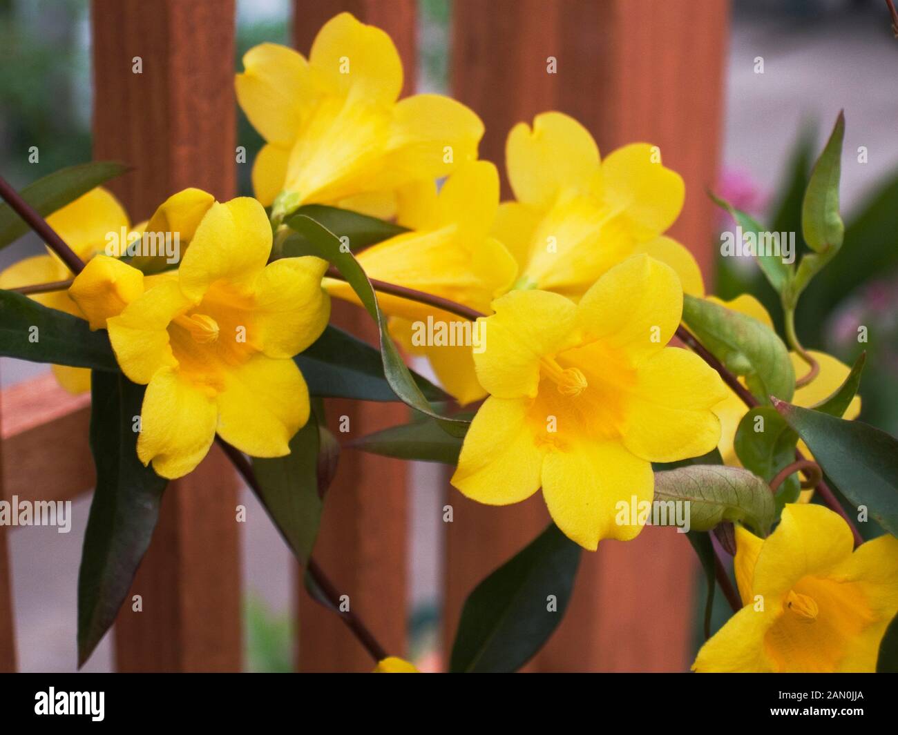 Carolina Jasmine High Resolution Stock Photography and Images - Alamy
