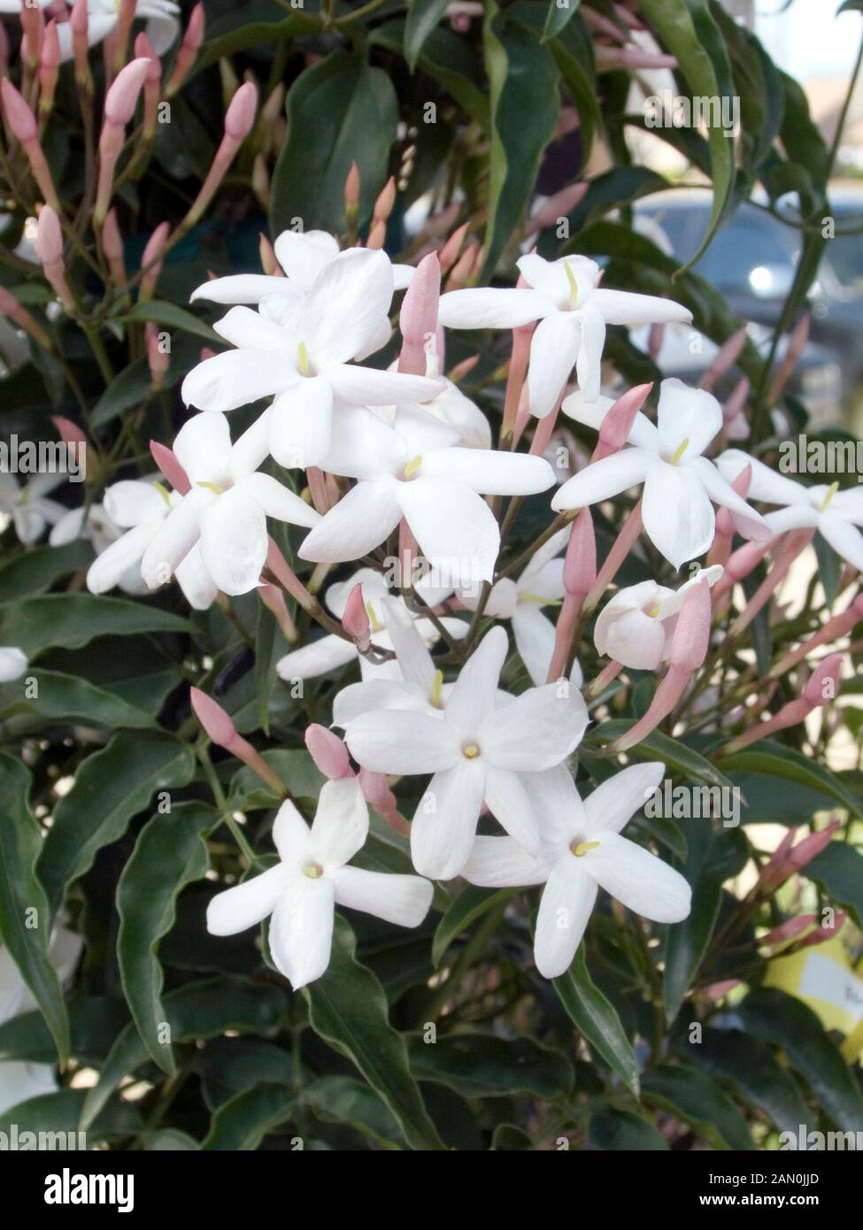 Jasminum polyanthum hi-res stock photography and images - Alamy
