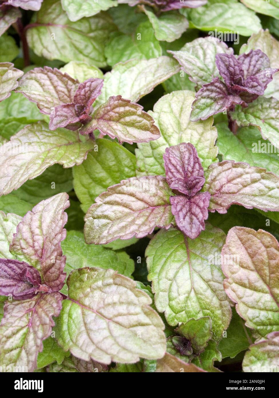 Mentha citrata hi-res stock photography and images - Alamy