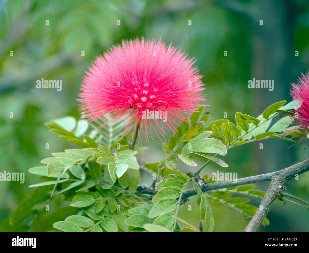 Red powderpuff flower hi-res stock photography and images - Alamy