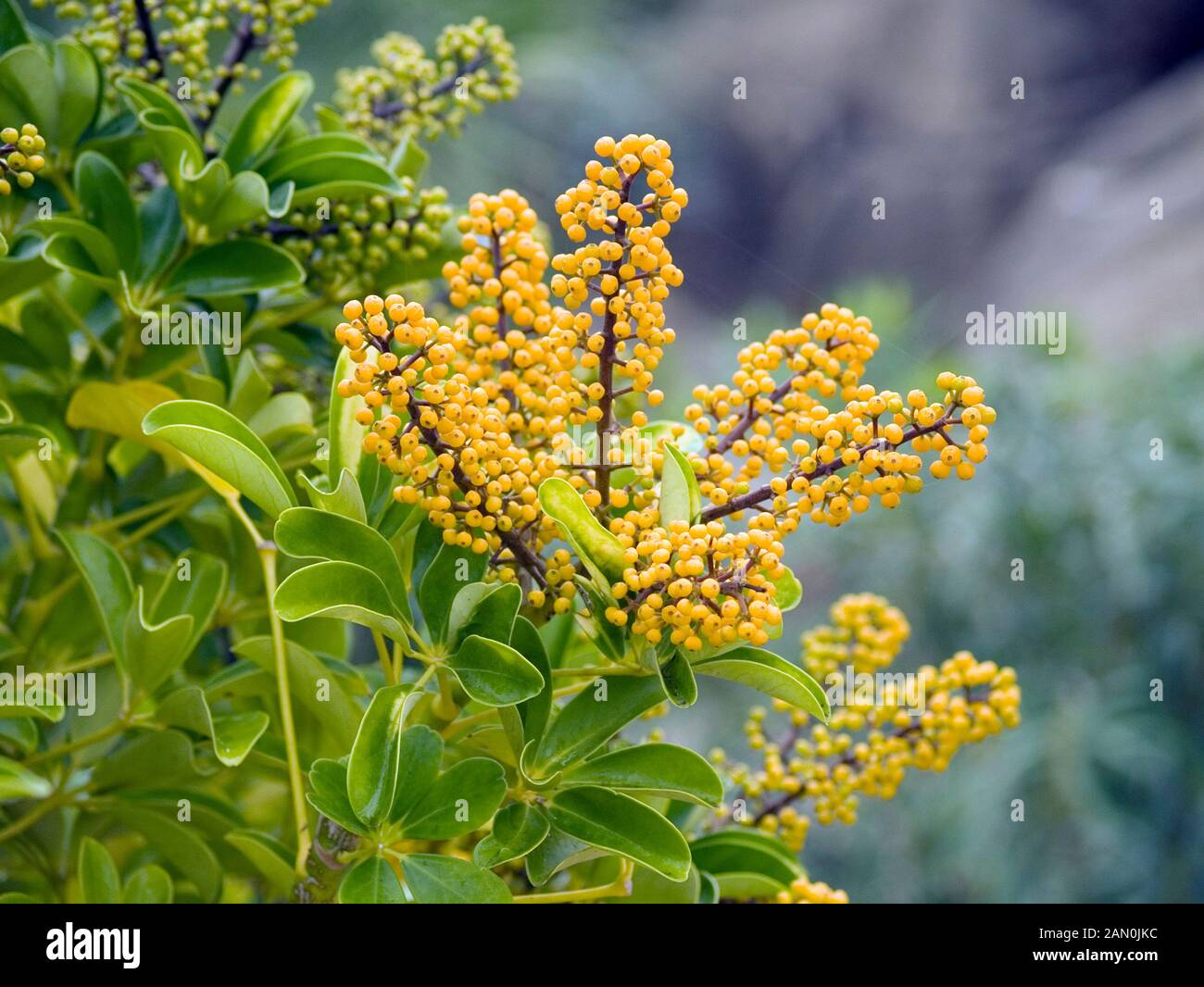 SCHEFFLERA ARBORICOLA DWARF UMBERELLA PLANT Stock Photo - Alamy