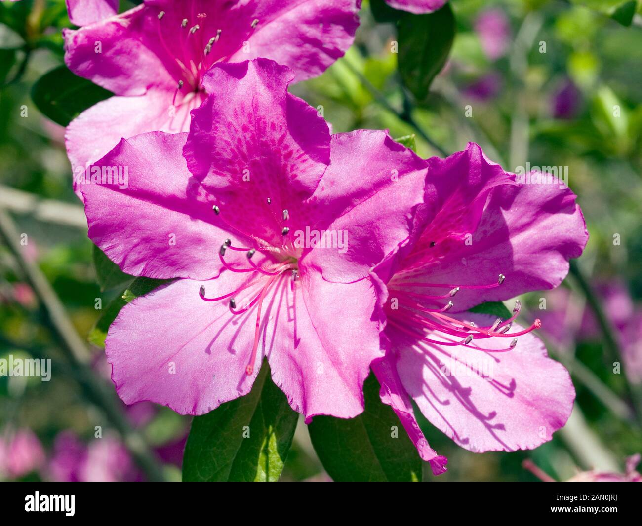 Formosa azalea hi-res stock photography and images - Alamy