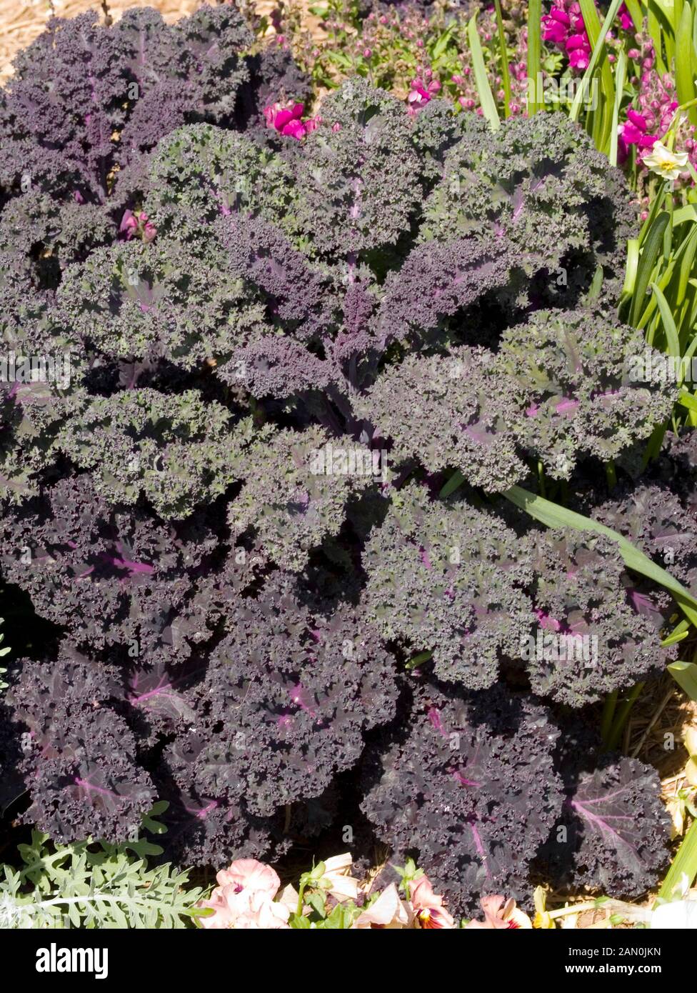 Kale Redbor High Resolution Stock Photography and Images - Alamy