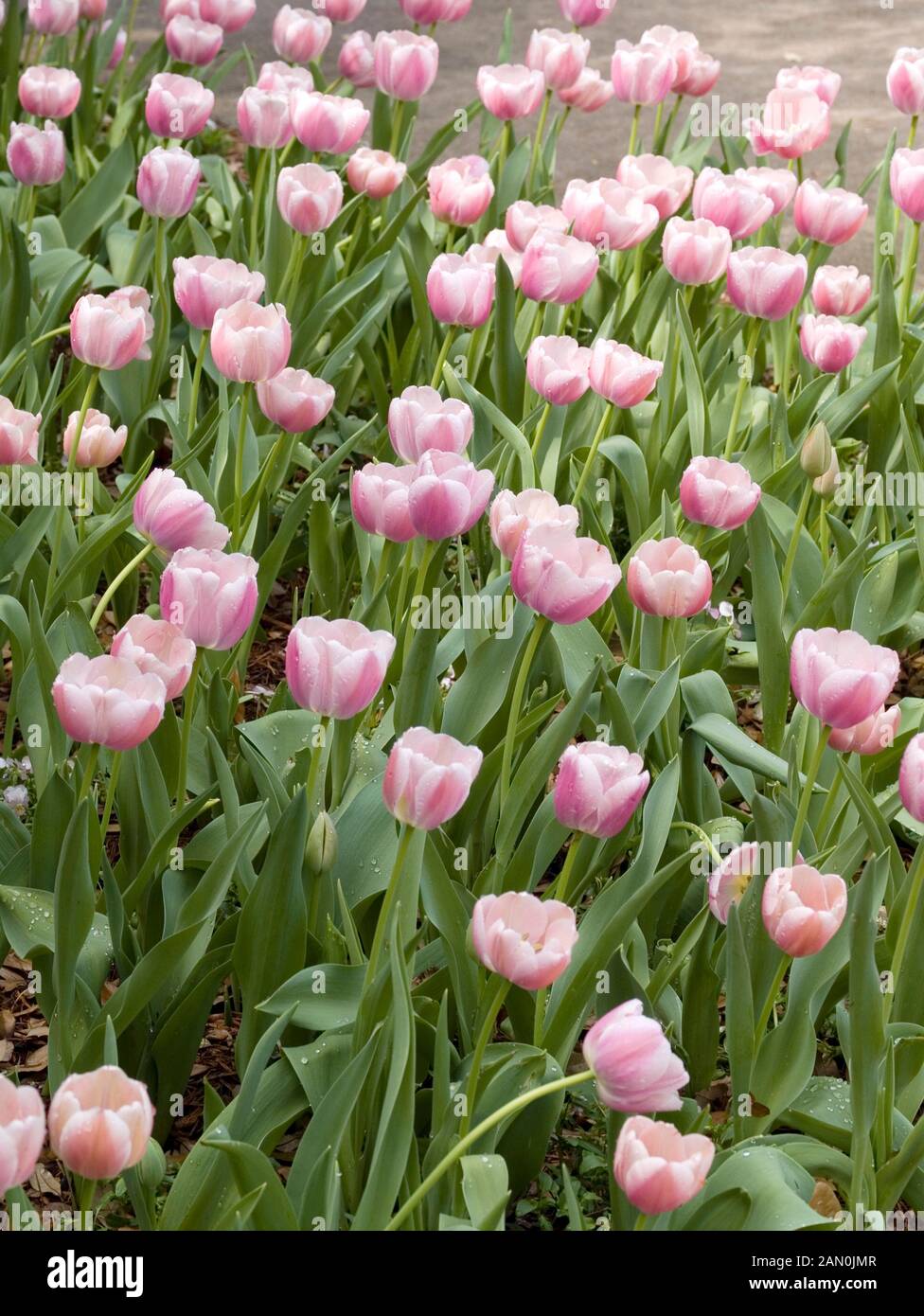 Tulip menton hi-res stock photography and images - Alamy