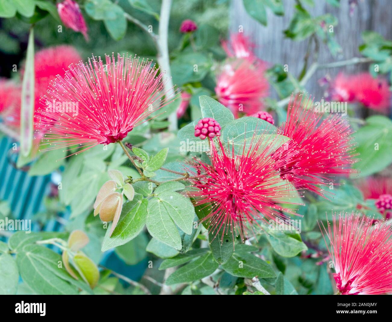 CALLIANDRA EMARGINATA MINIATURE POWDERPUFF Stock Photo - Alamy