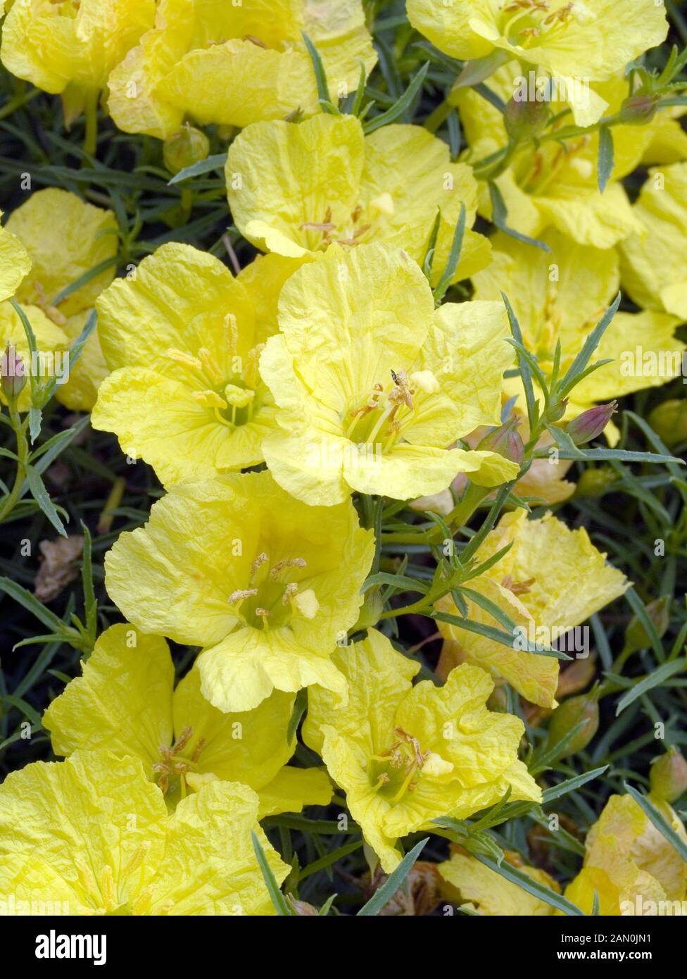 Calylophus hi-res stock photography and images - Alamy